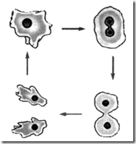 Nurhuda Biover: MAKALAH "CILIATA"